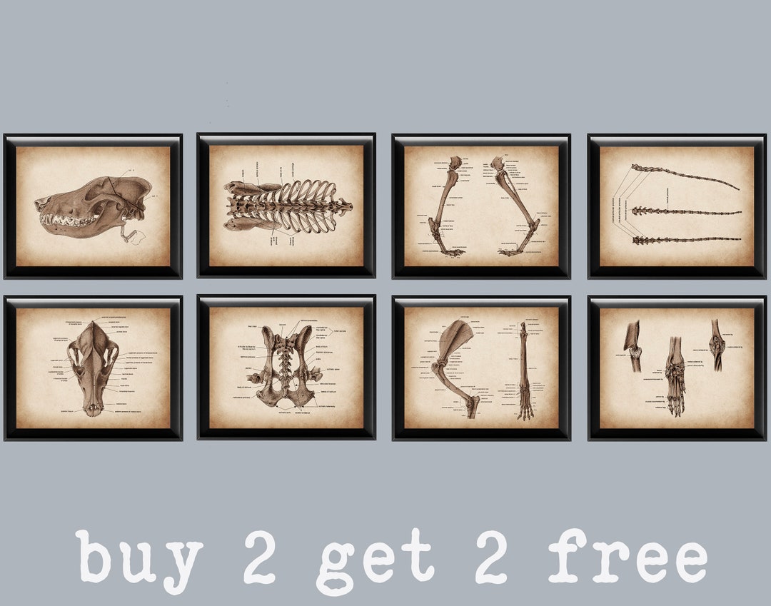 Set 8 Dog Skeleton Anatomy Art Veterinary Poster Animal Skeletal System ...