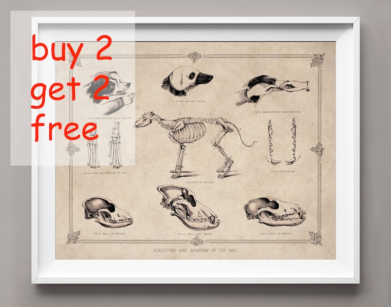 Vintage Dog Anatomy Poster Dog Skeleton Structure Animal - Etsy
