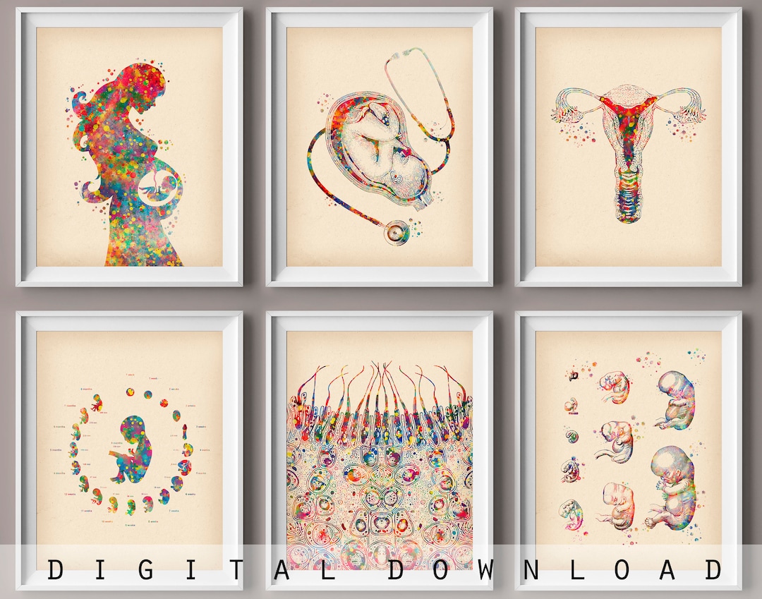 6 Ob/gyn Art Fetal Development Art Newborn Baby Art Fetus Art Embryo ...