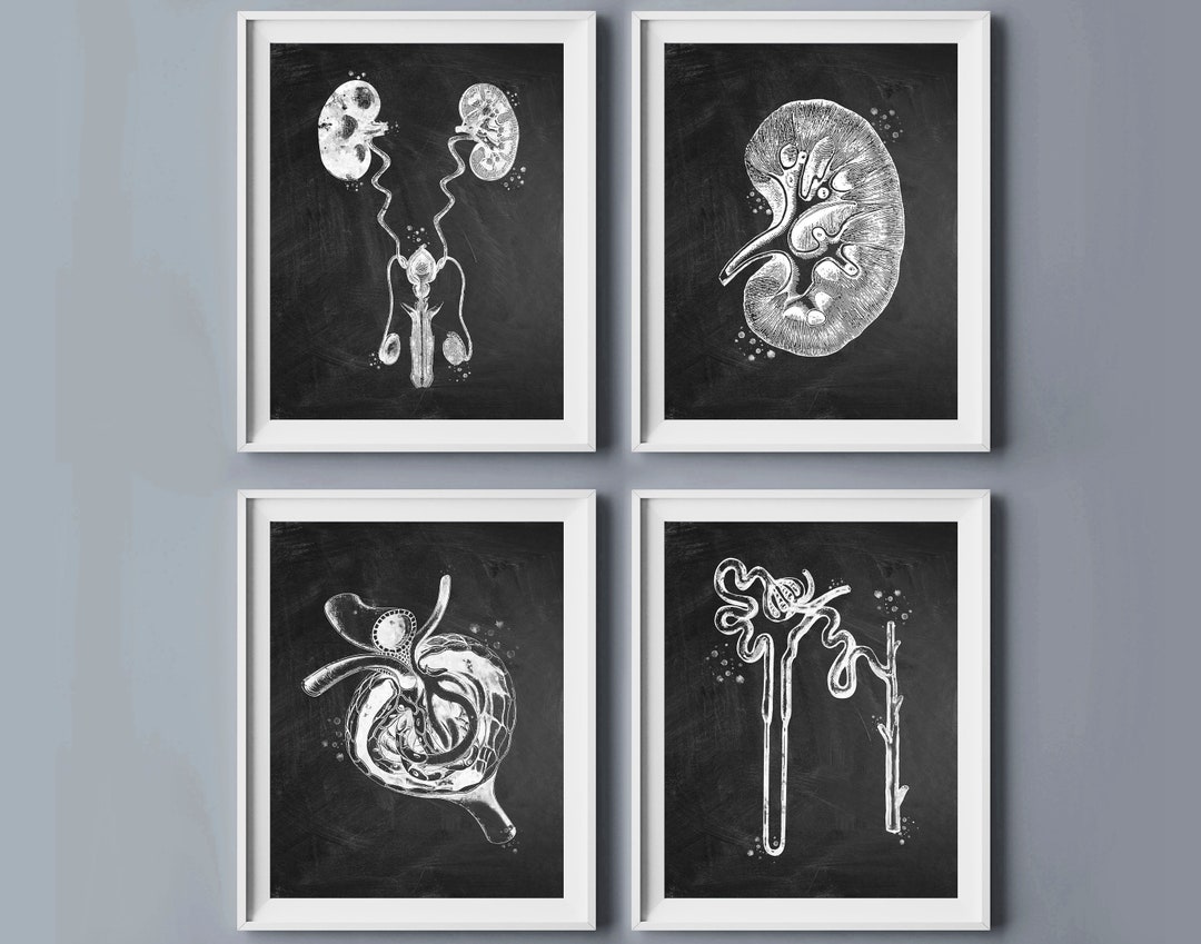 4 Male Urinary System Art, Anatomy and Physiology, Chalkboard Art ...