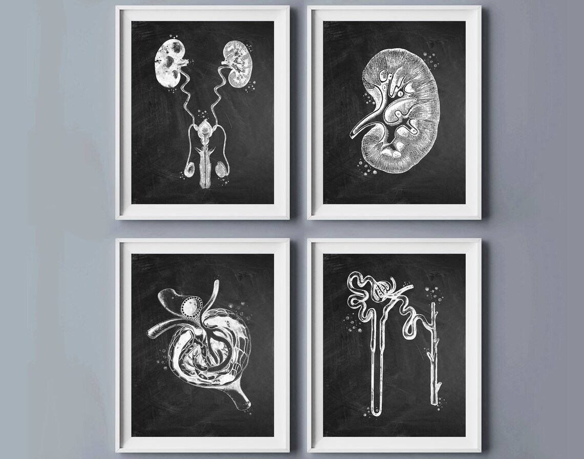4 Male Urinary System Art Anatomy and Physiology Chalkboard - Etsy