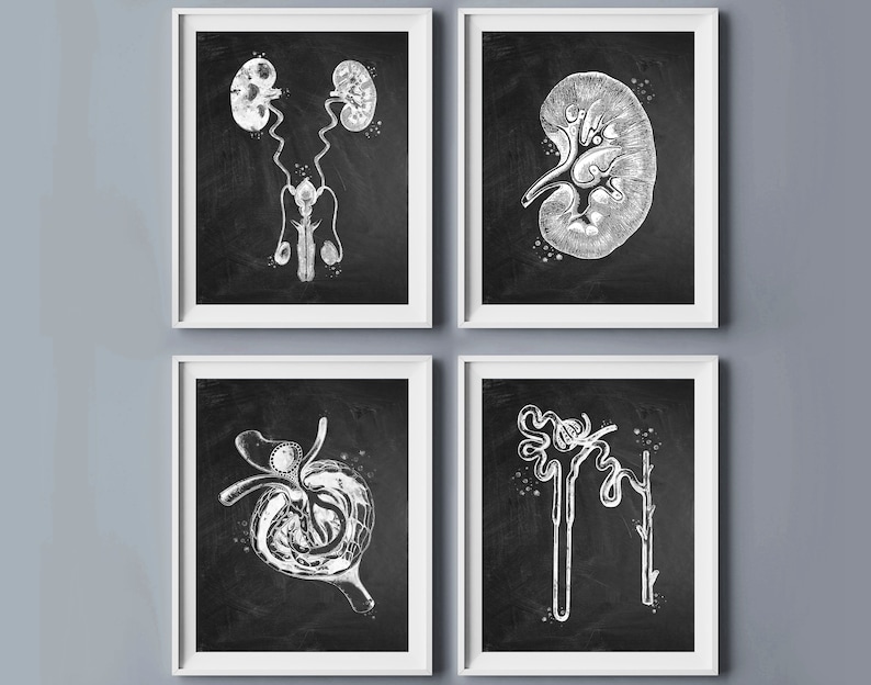4 Male Urinary System Art Anatomy and Physiology Chalkboard - Etsy