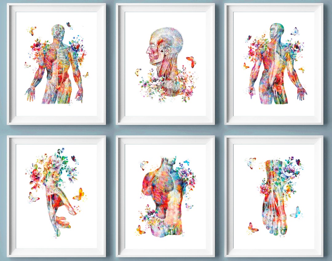6 Muscular System Anatomy Art Medical Print Muscle Structure Poster ...