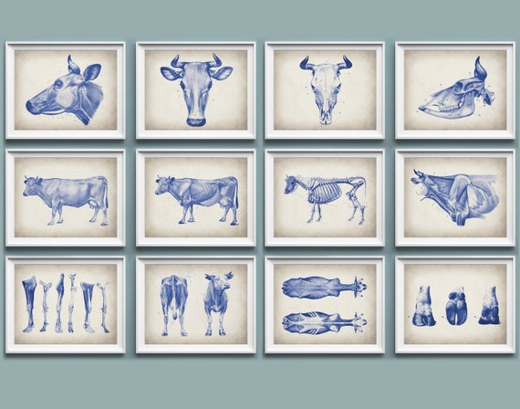 12 Farm Animal Anatomy Art Cow Anatomy Bovine Physiology - Etsy