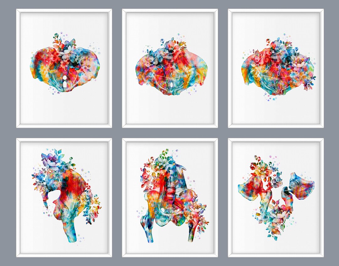 6 Watercolor Pelvis Art Anatomy Drawing Medical Artwork Pelvic Muscles ...