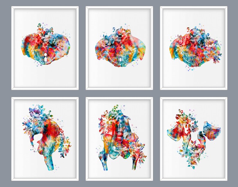 6 Watercolor Pelvis Art Anatomy Drawing Medical Artwork Pelvic | Etsy