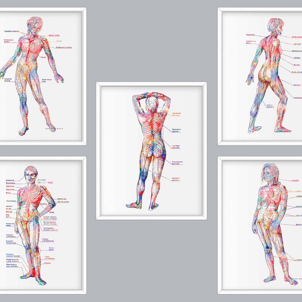 Female Anatomy - Etsy