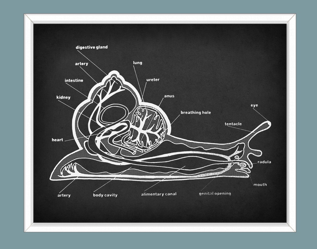 Snail Anatomy Poster Gastropods Physiology Art Biology Art Malacologist ...