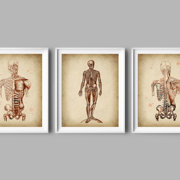 Musculoskeletal Anatomy - Etsy