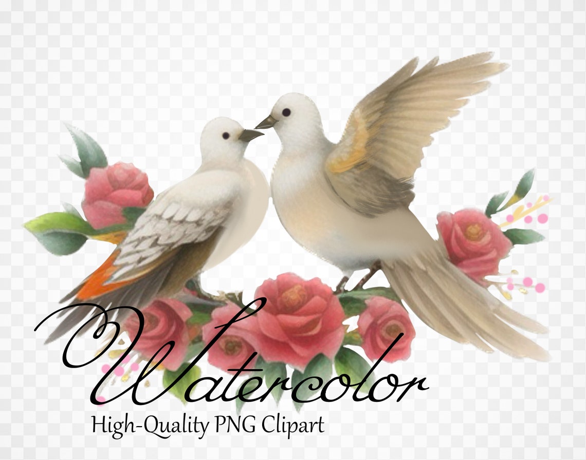 Pigeon & Red Roses Clipart: Romantic Bird Art (PNG, JPEG) - Etsy