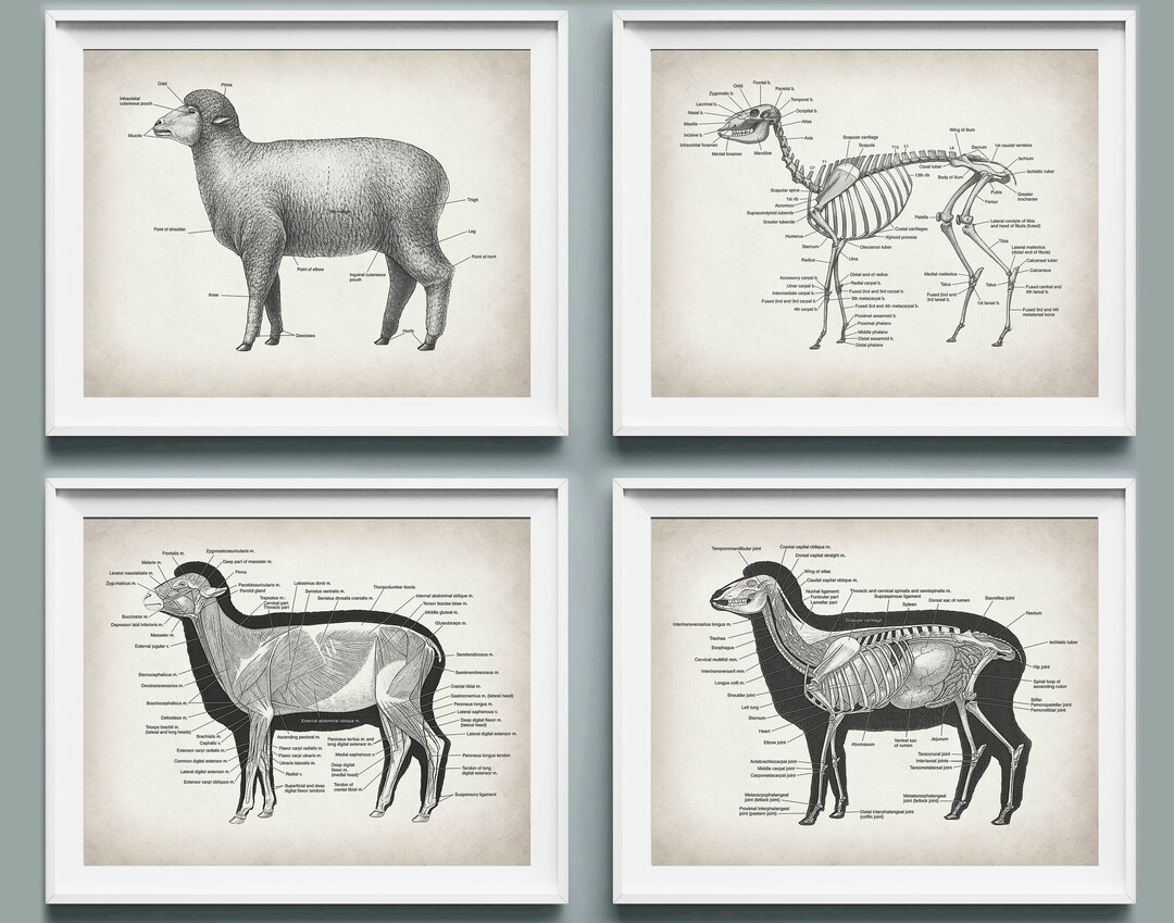 Set 4 Sheep Anatomy Posters Mammals Physiology Art Biology Art Farm ...