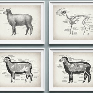 Set 4 Sheep Anatomy Posters Mammals Physiology Art Biology Art Farm ...