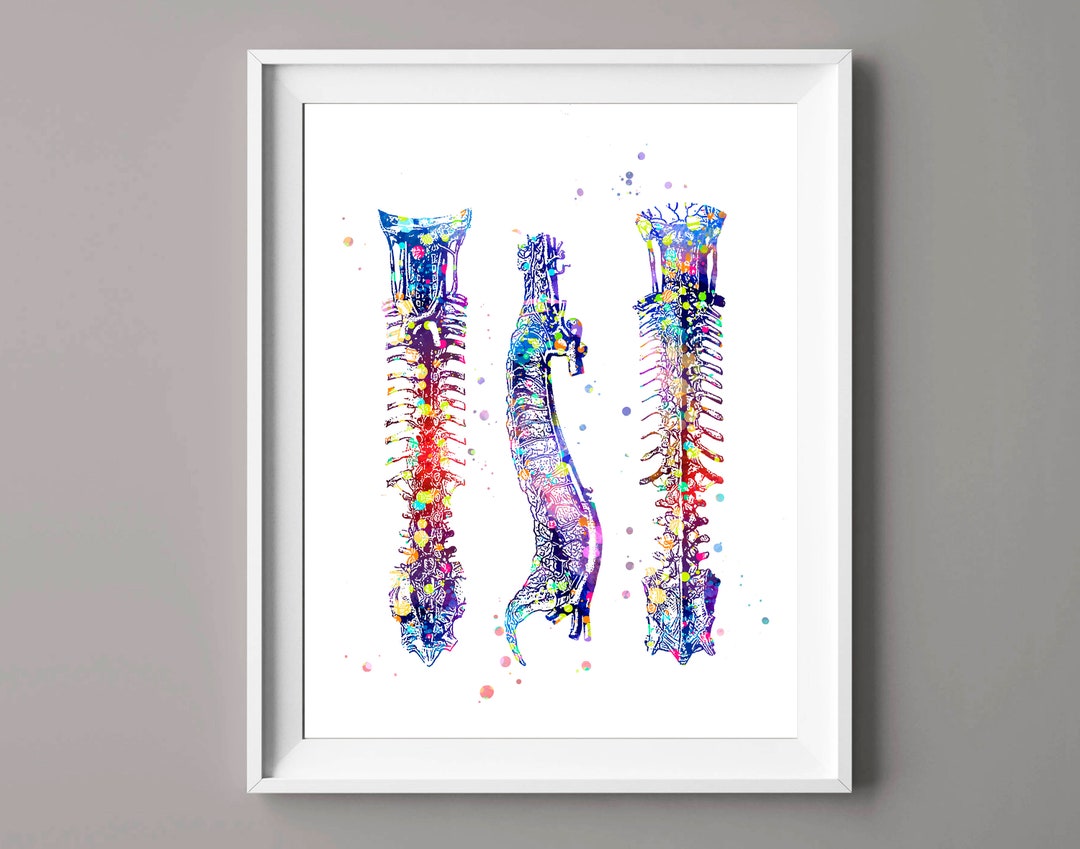 Vertebral Column Anatomy Art Chiropractor Art Medical Art Science Art ...