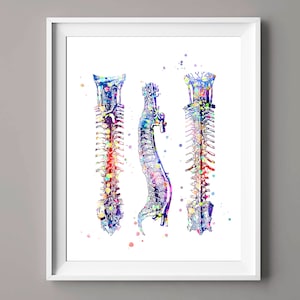 Vertebral Column Anatomy Art Chiropractor Art Medical Art Science Art ...