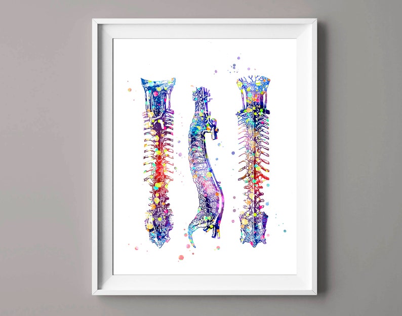 Vertebral Column Anatomy Art Chiropractor Art Medical Art Science Art ...