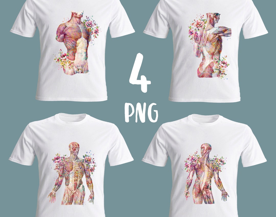 4 Anatomy Clipart Muscular System Medical Art Torso Muscles Diagram ...