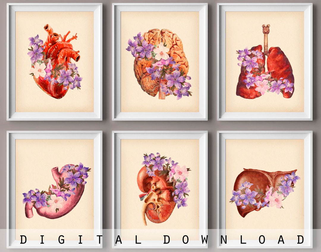 Set 6 Vintage Anatomy Art Medical Art Anatomical Organ Drawing Heart ...