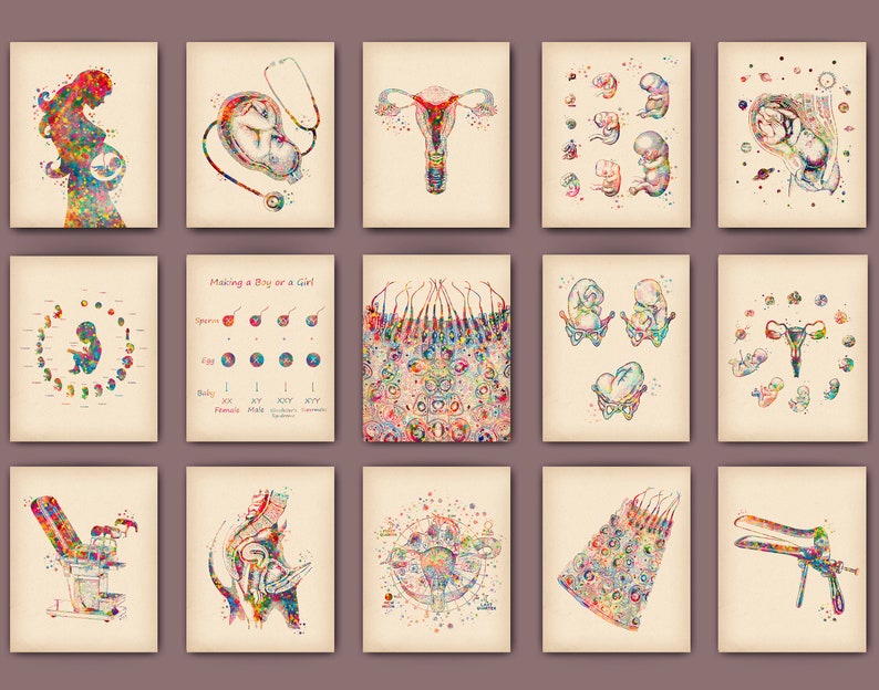 15 Vintage Obgyn Artwork Female Anatomy Poster Fetal - Etsy