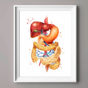 Watercolor Anatomy Art Digestive System Poster Medical Art ...