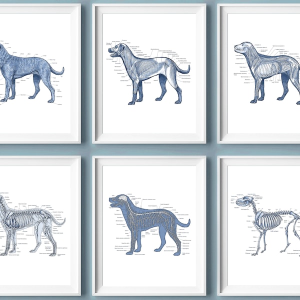 Dog Anatomy Poster - Etsy