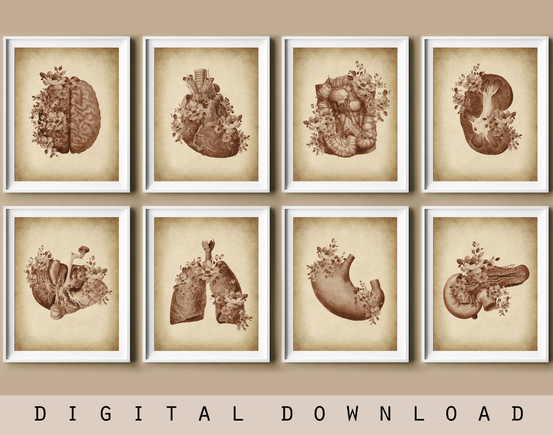 8 Anatomical Drawing Human Internal Organs Art Physiology Art Surgical ...