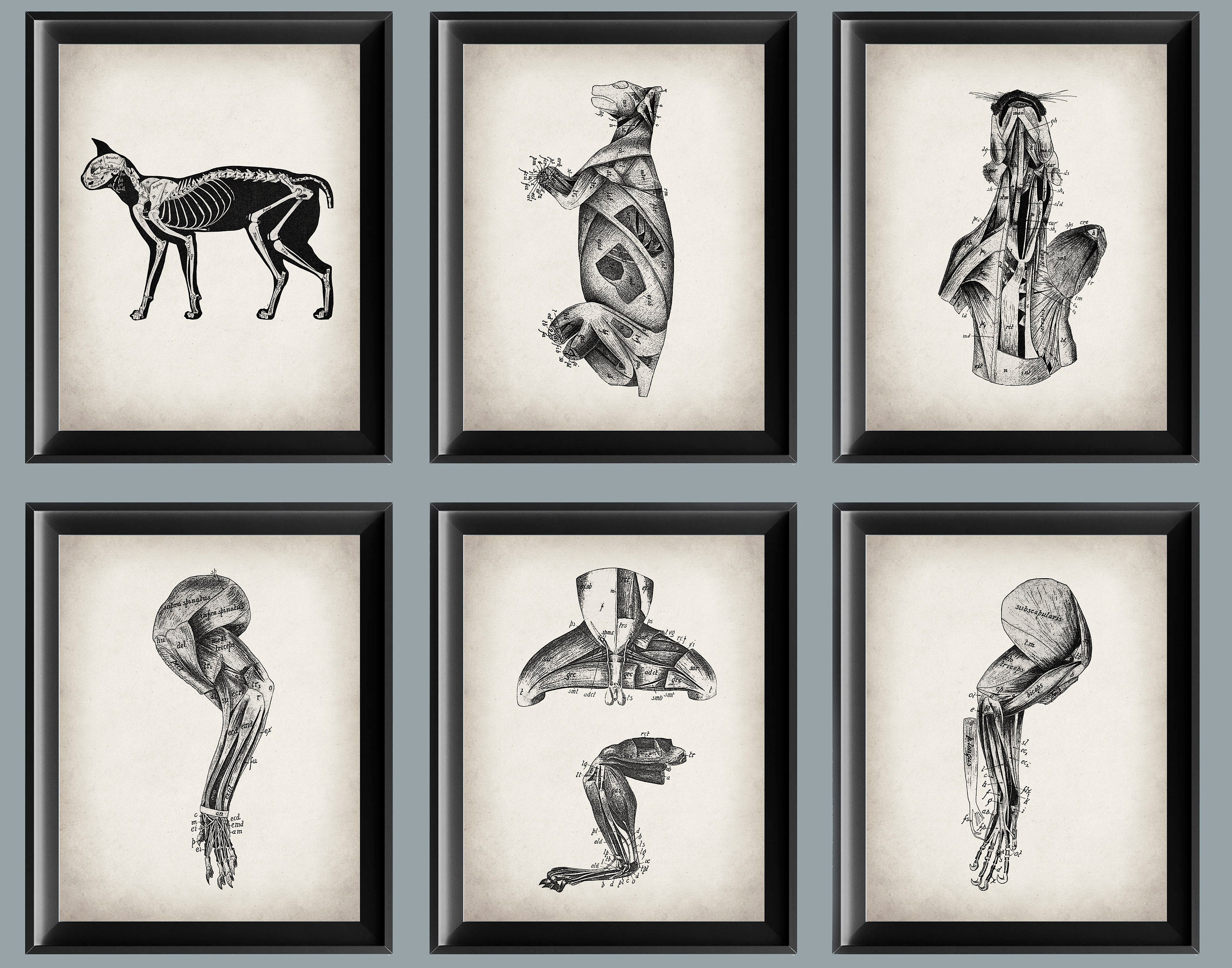 6 Vintage Cat Anatomy and Physiology Poster Veterinary Art Muscular ...