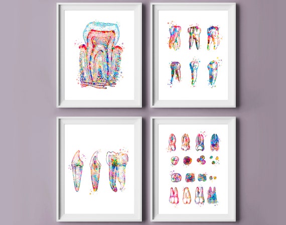 4 Tooth Anatomy Art Dental Poster Medical Decor Dentist Gift | Etsy