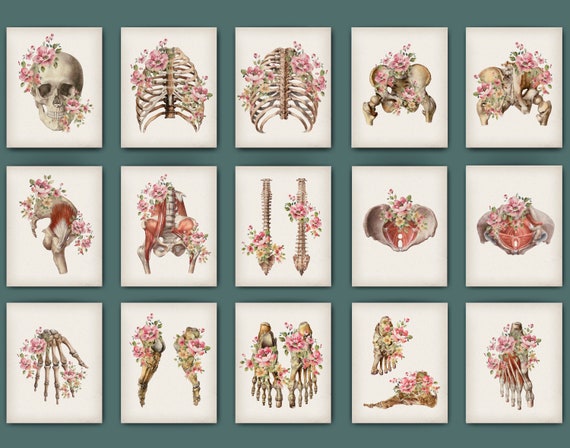 15 Human Skeletal Bones Drawing Vintage Anatomy Painting - Etsy