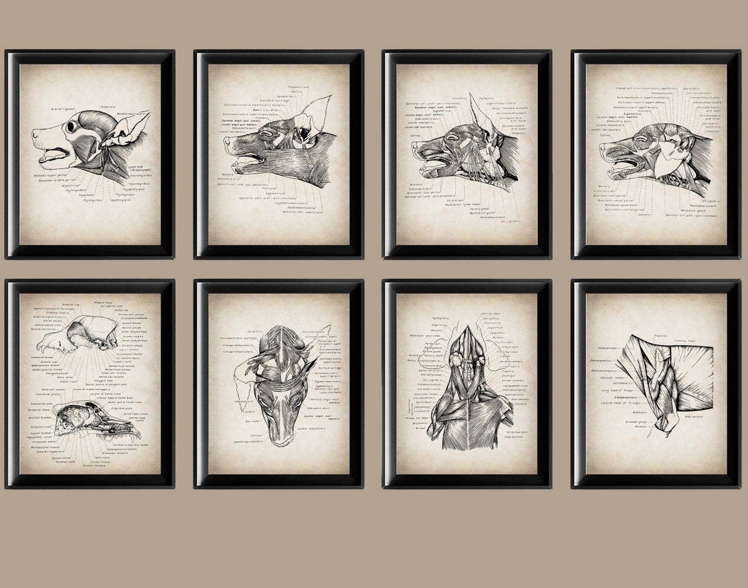 Dog Head & Neck Anatomy Art Prints: Veterinary Clinic Decor - Etsy