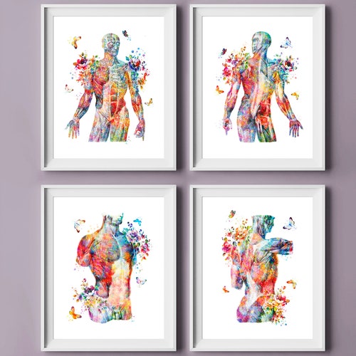 6 Watercolor Muscle Anatomy Muscular System Human Body - Etsy