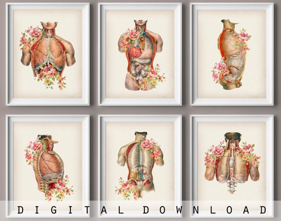 Victorian Anatomy Illustrations Anatomy Arteries Face And Scalp