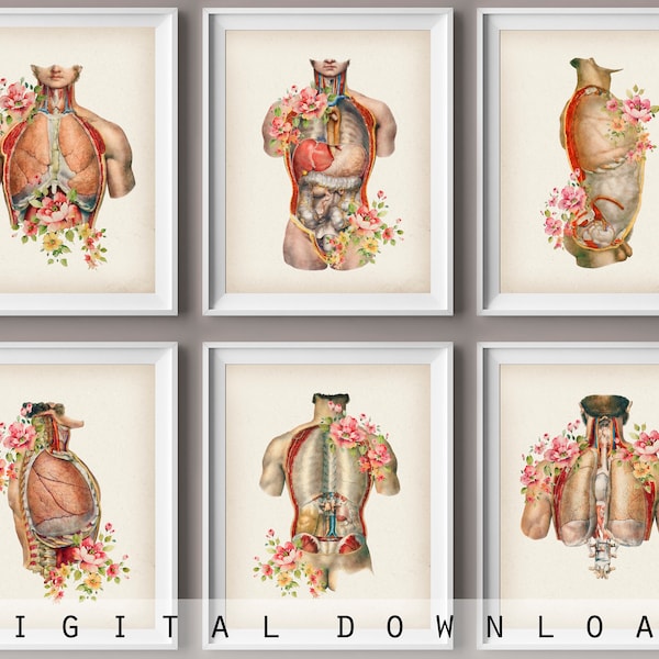 Organ Anatomy Drawings - Etsy UK