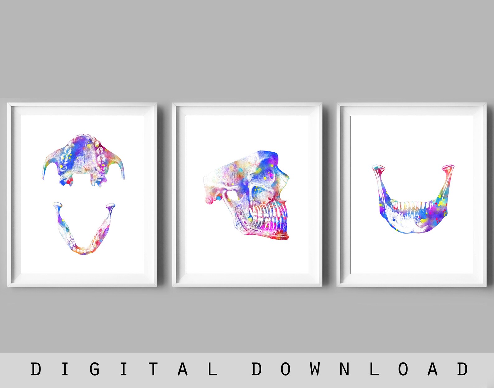 3 Dental Anatomy Art Tooth Anatomy Poster Teeth and Jaw Bone - Etsy