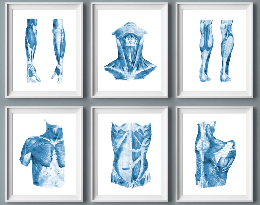 Muscular System Art Prints: Watercolor Human Anatomy, Set of 6 - Etsy