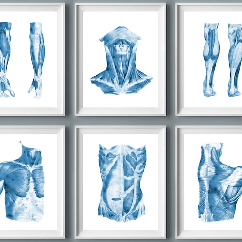 Musculoskeletal Anatomy Art Skeleton Poster Muscular System - Etsy