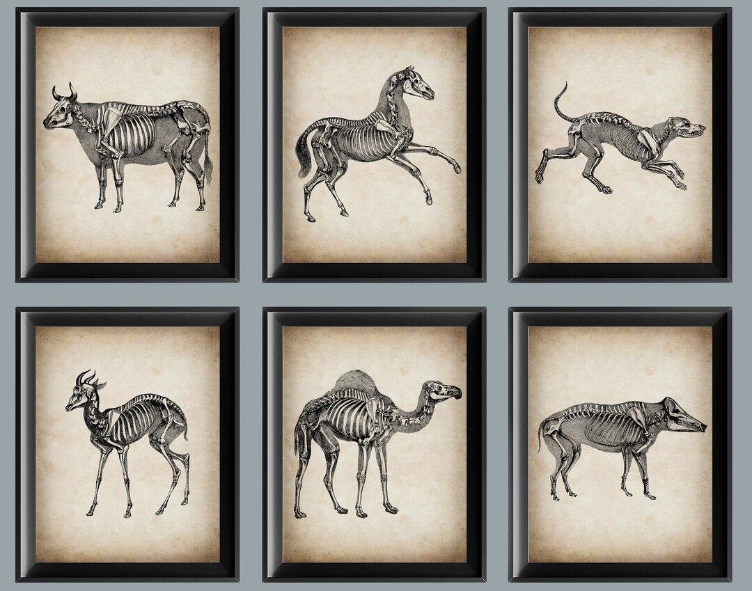 6 Vintage Animal Skeleton Poster Veterinary Art Biology Art Fauna Art ...