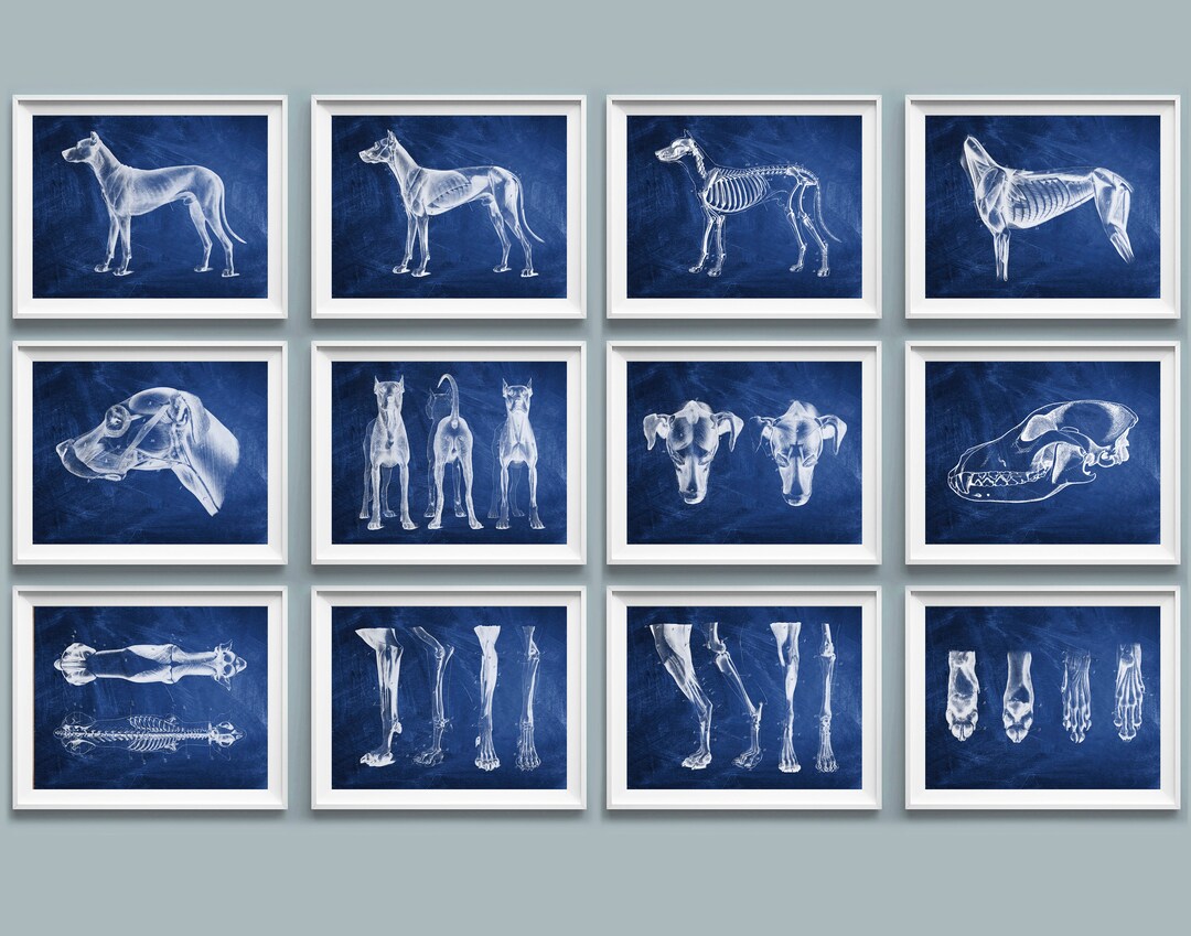 12 Vet Anatomy Posters, Dog Anatomy Art, Animal Anatomy and Physiology ...