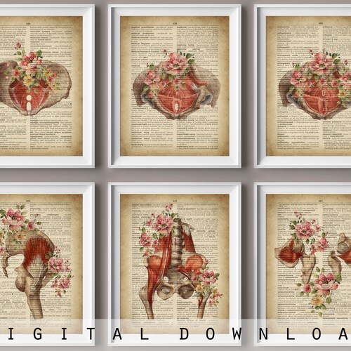 8 Vintage Anatomy Art Pelvic Floor Muscles Medical Decor - Etsy