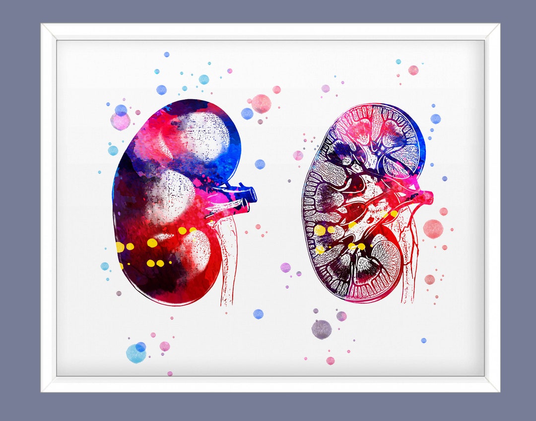 Anatomical Kidneys Print, Anatomy Art, Nephrology Art, Medical Poster ...