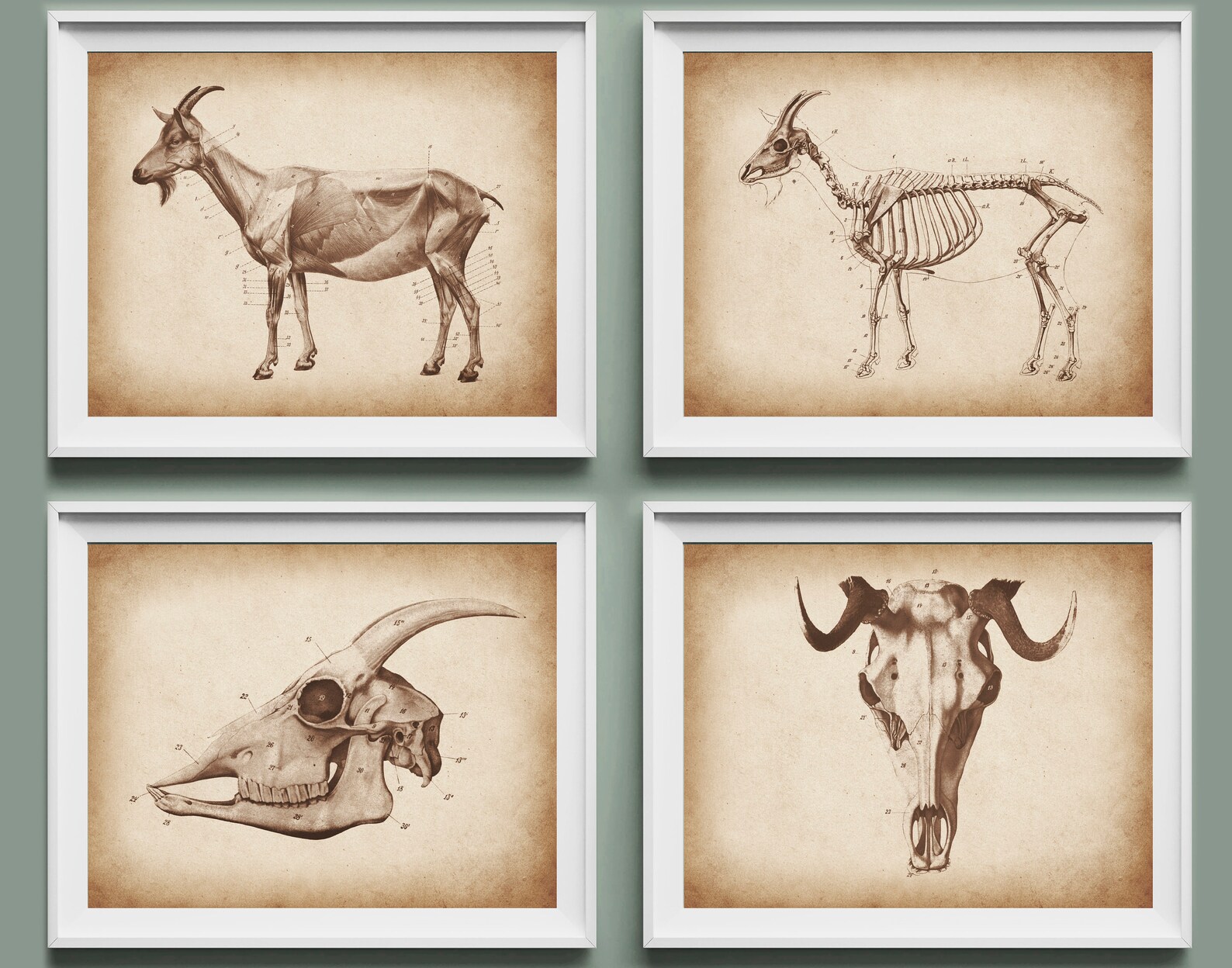 Goat Anatomy Poster Set: Vintage Veterinary Art (digital Download) - Etsy