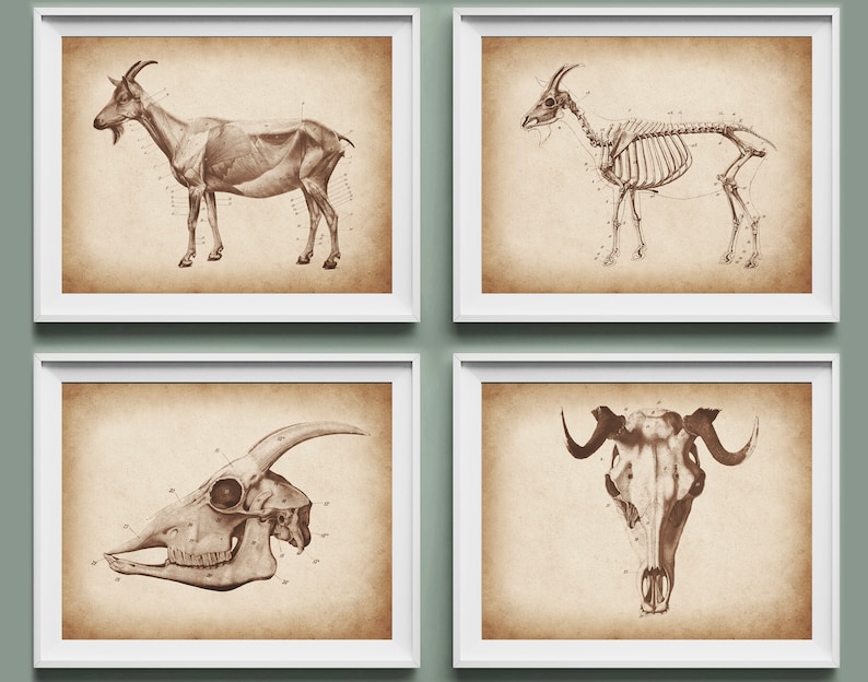 4 Goat Anatomy and Physiology Poster Farm Animal Biology Vet - Etsy