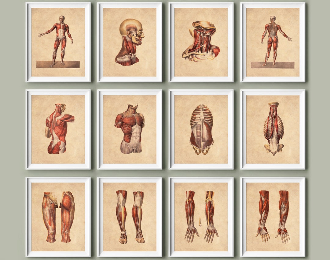 12 Vintage Muscular System Posters Human Anatomy Art Physiology Art ...