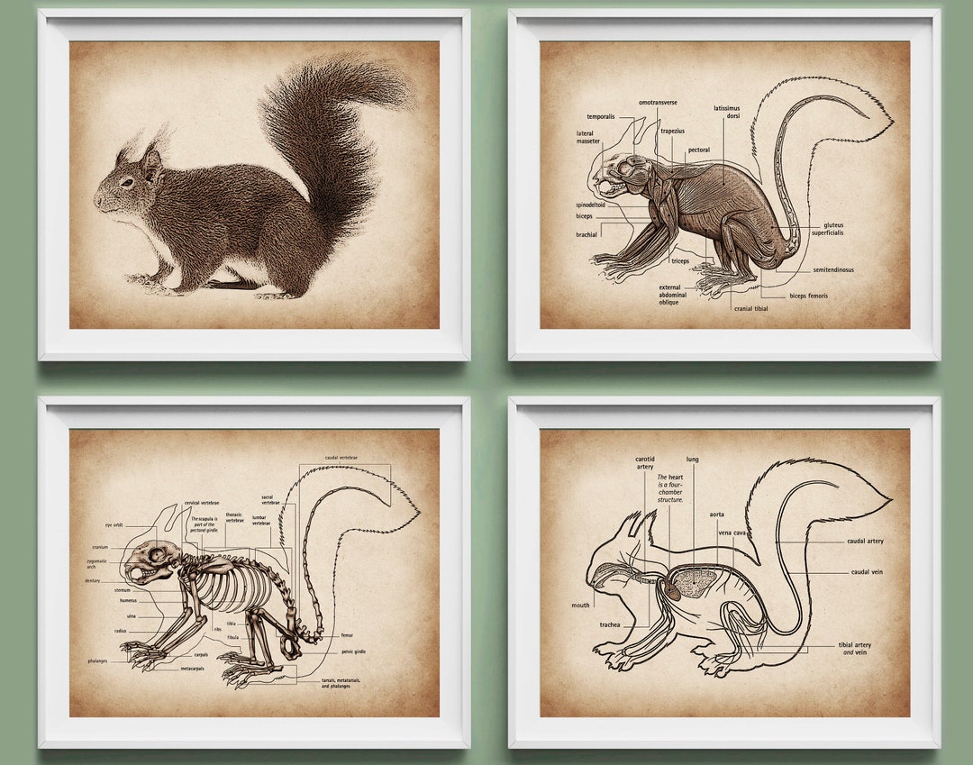 4 Vintage Squirrel Anatomy Posters Small Animal Anatomy Diagram Biology ...