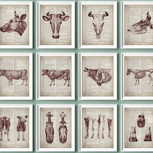 12 Vintage Cow Anatomy Posters, Cow Physiology Art, Bovine Anatomy ...