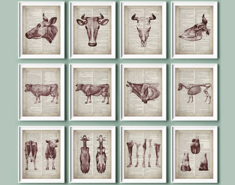 12 Vintage Cow Anatomy Posters Cow Physiology Art Bovine - Etsy
