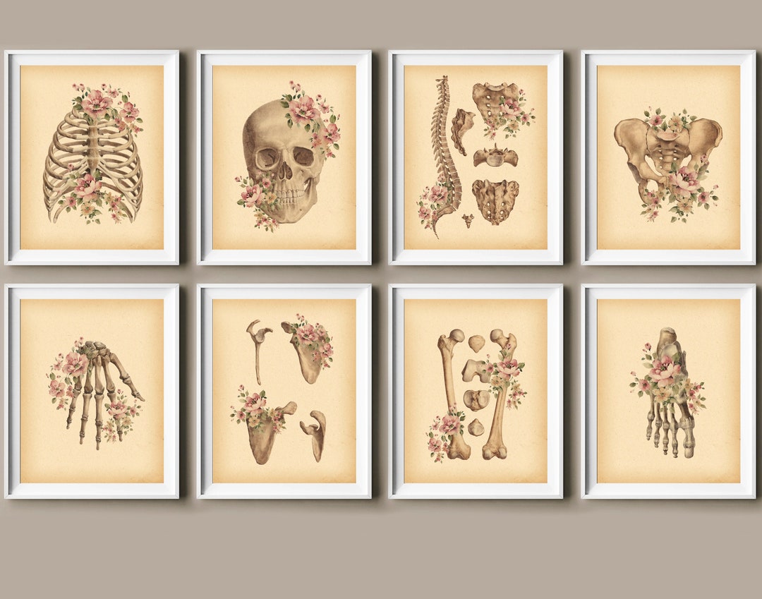 Set 8 Vintage Skeletal Anatomy Art Medical Artwork Physiology Wall ...