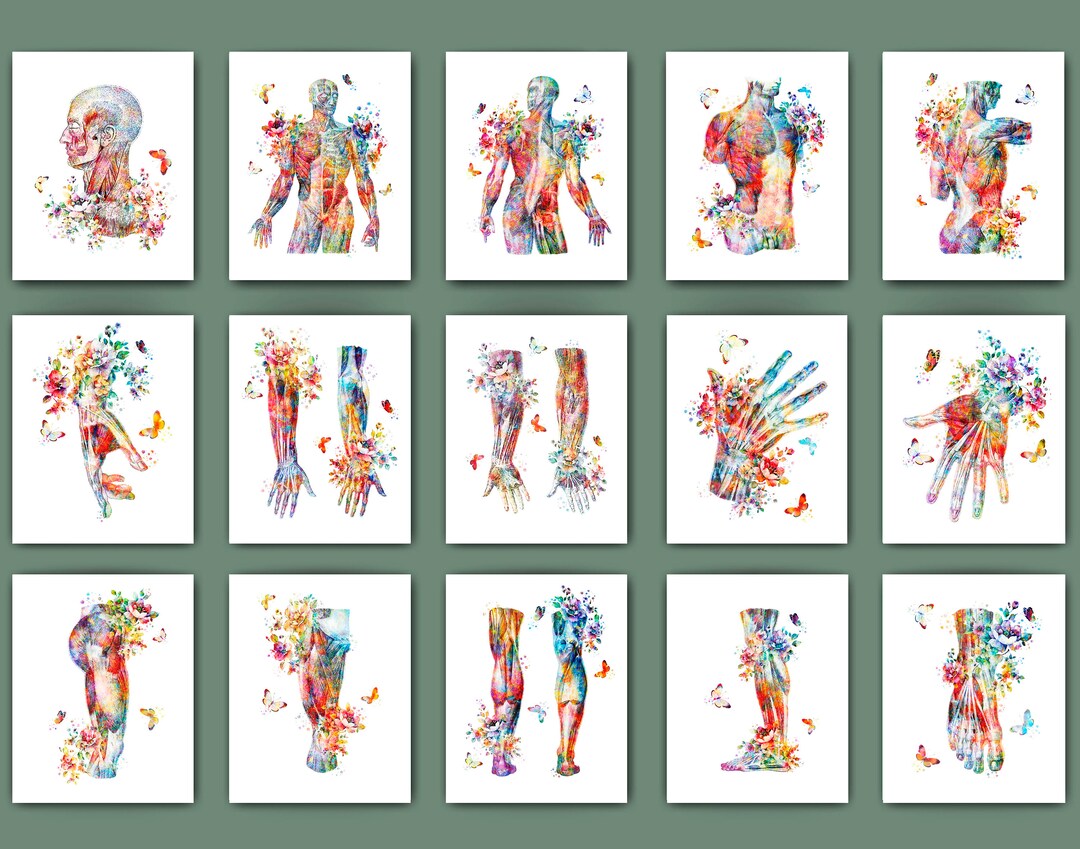 15 Watercolor Anatomy Art Human Physiology Art Medical Artwork Muscular ...