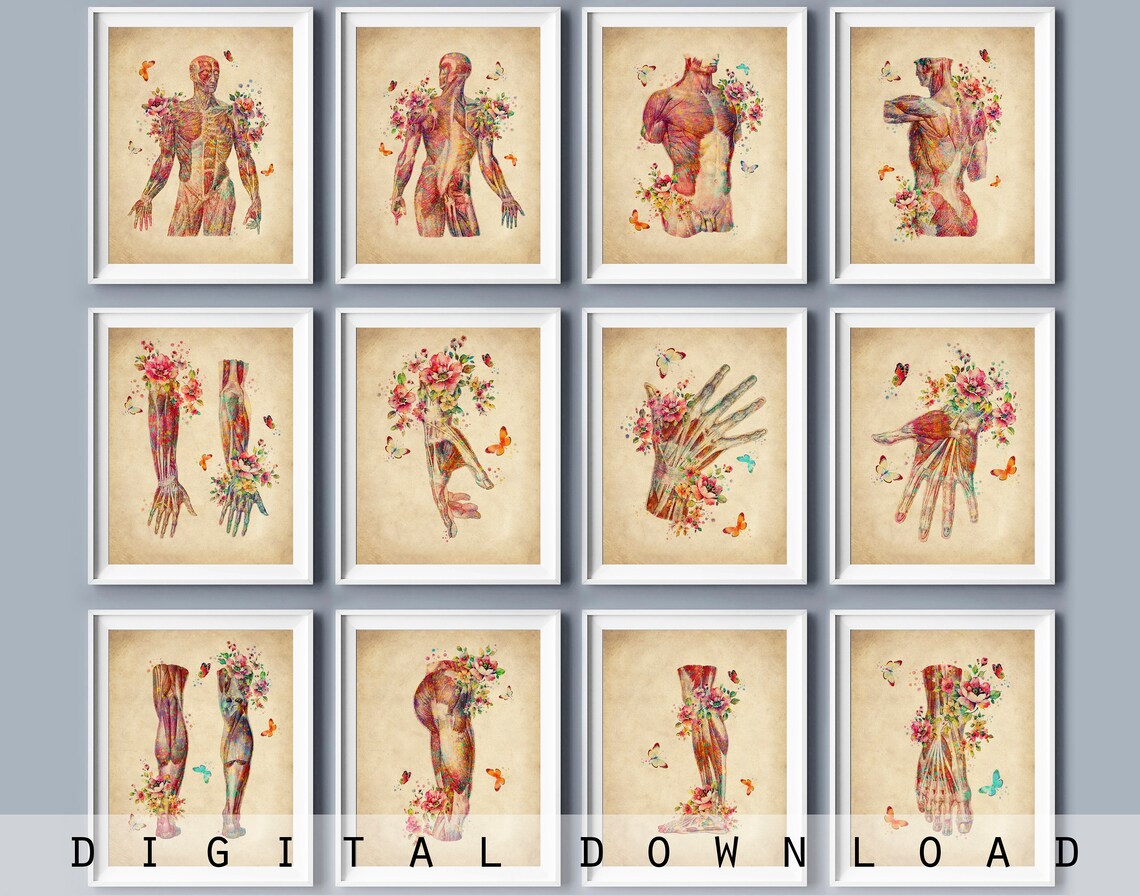 Set 12 of Human Muscular System Medical Drawing Anatomy Art - Etsy