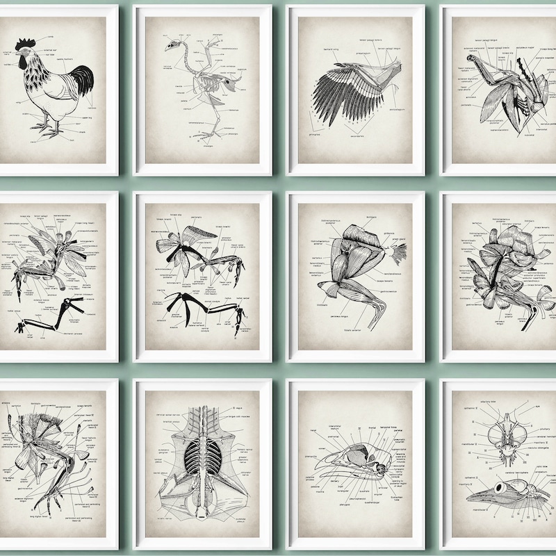 Chicken Poster - Etsy