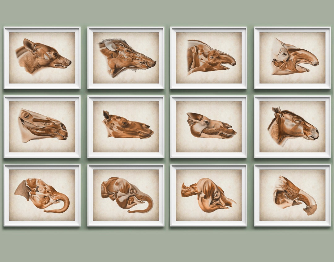 12 Vintage Mammals Anatomy Posters Wild Animal Heads Anatomy Art ...